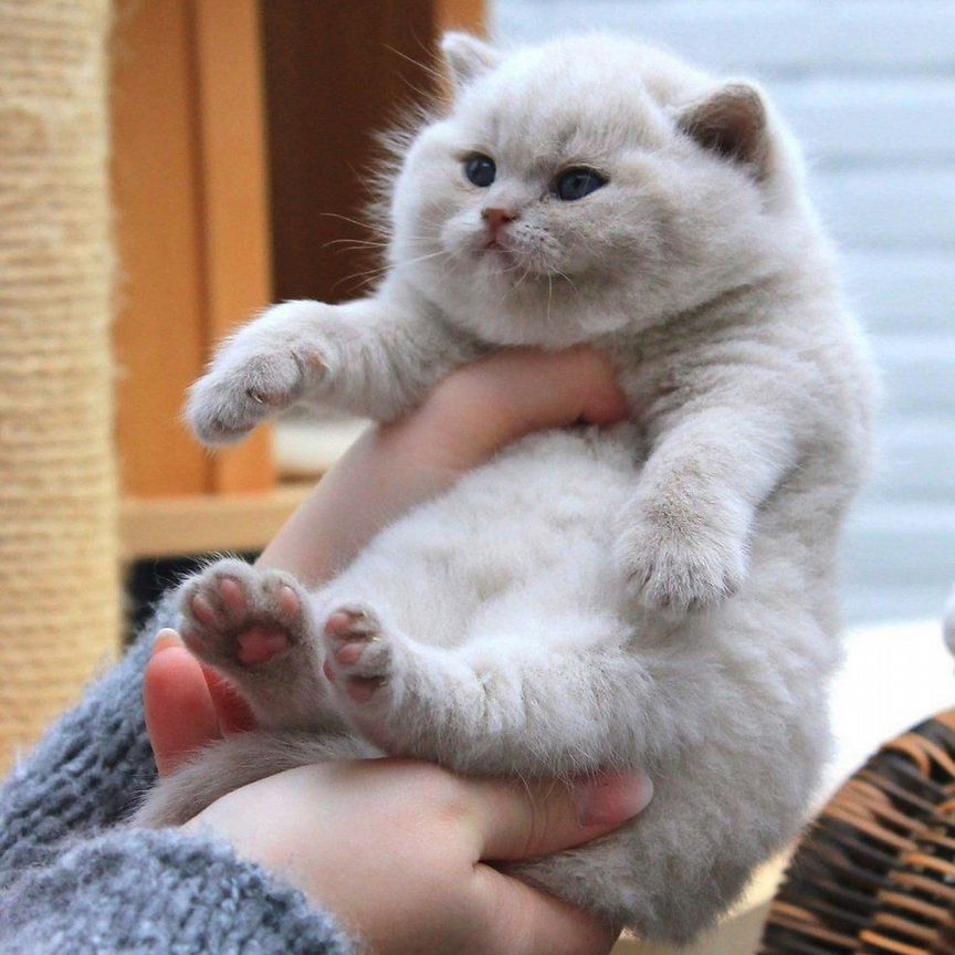 Передержка для котиков,котоняня