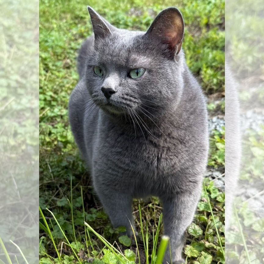 Котик