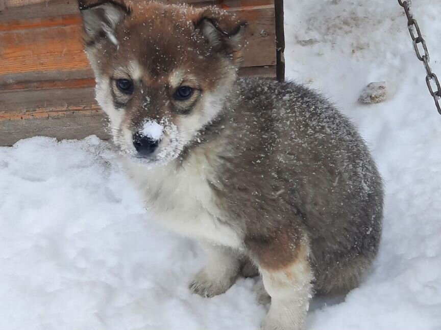 Щенок в добрые руки бесплатно