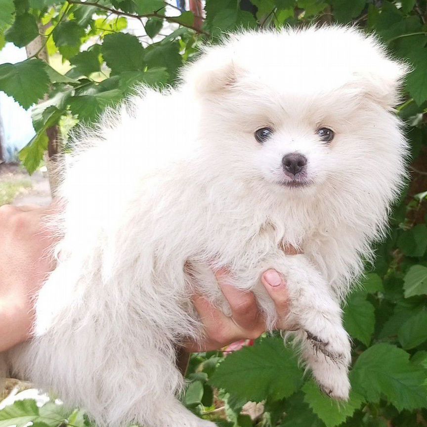 Померанский шпиц, щенок