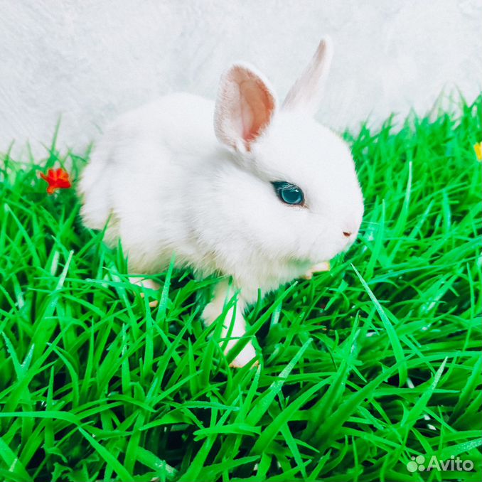 Карликовый кролик - очень редкий