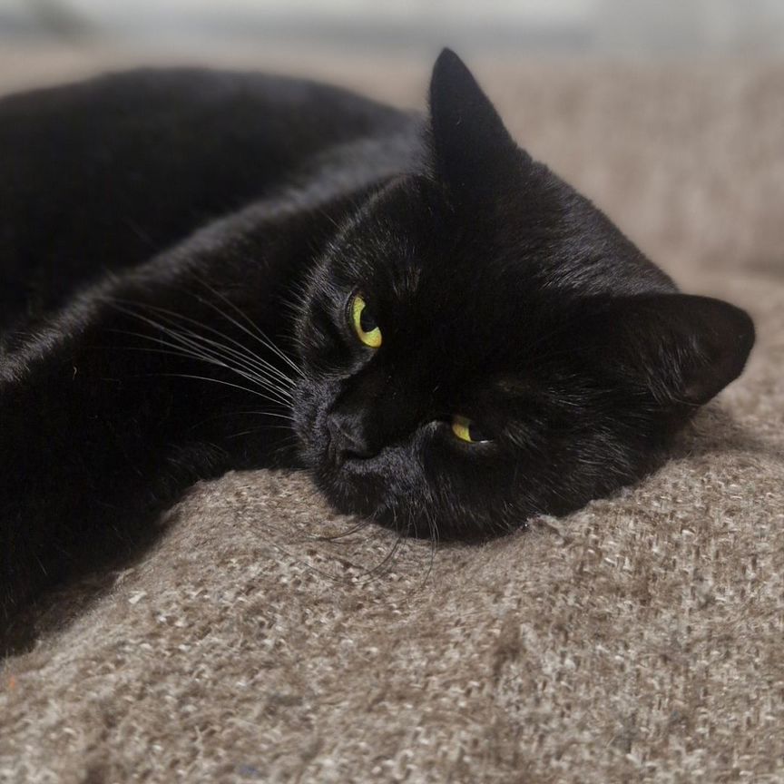 Британская кошка в дар