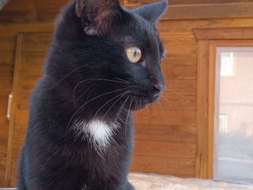 Котенок
