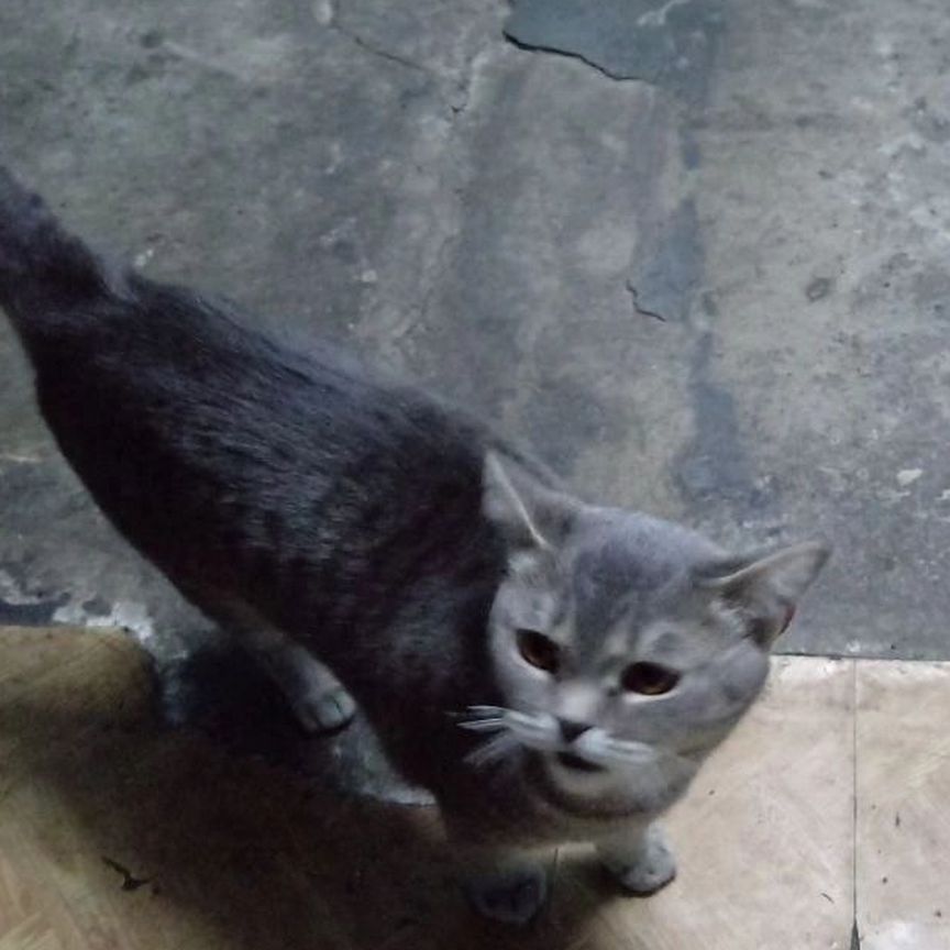 Кошечка ищет дом Ну или передержку