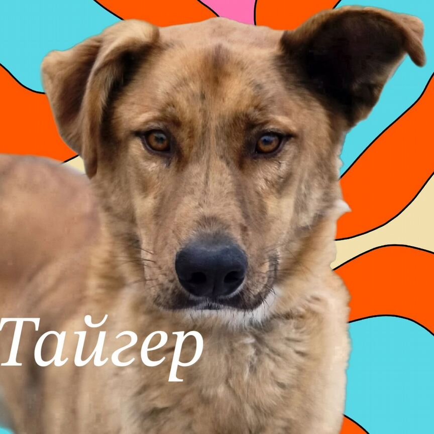 Взрослый пёс в добрые руки