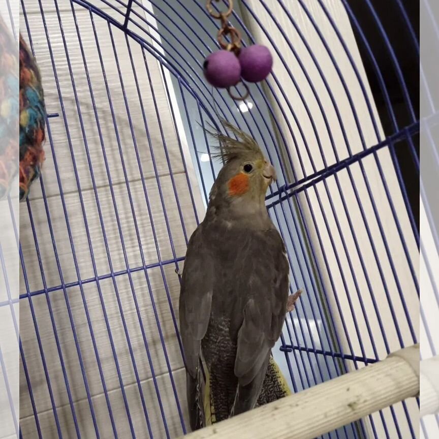 Попугай корелла птенец