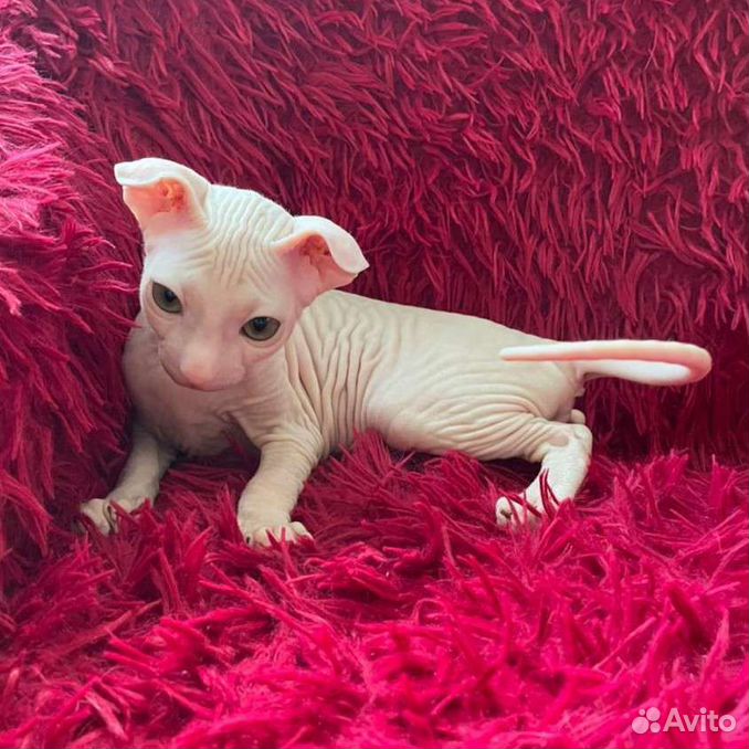 Левкой девочка белая