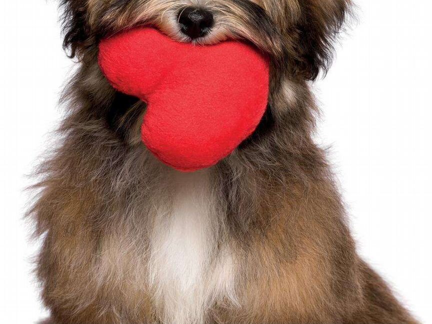 Гаванский бишон