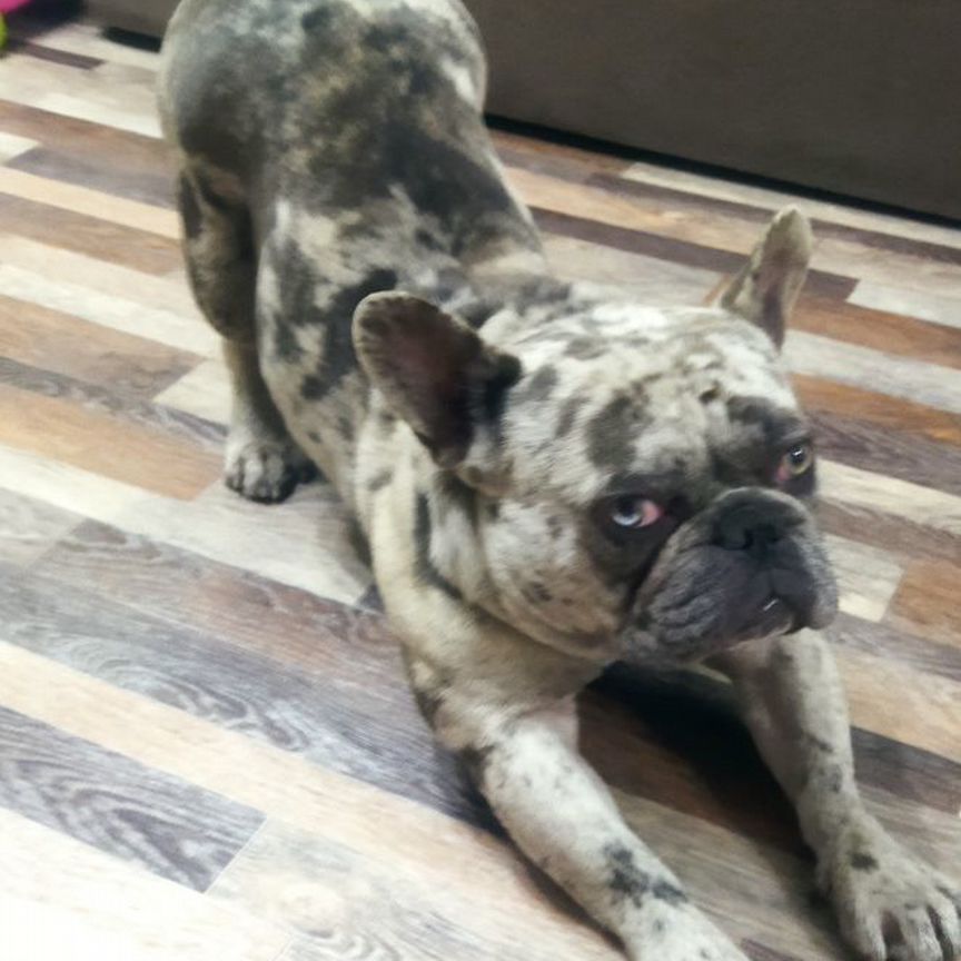 Французский бульдог кабель вязка