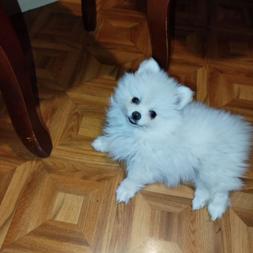 Шпиц малый немецкий