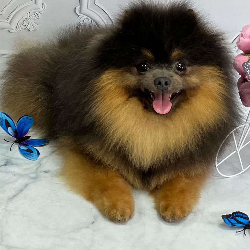 Померанский шпиц