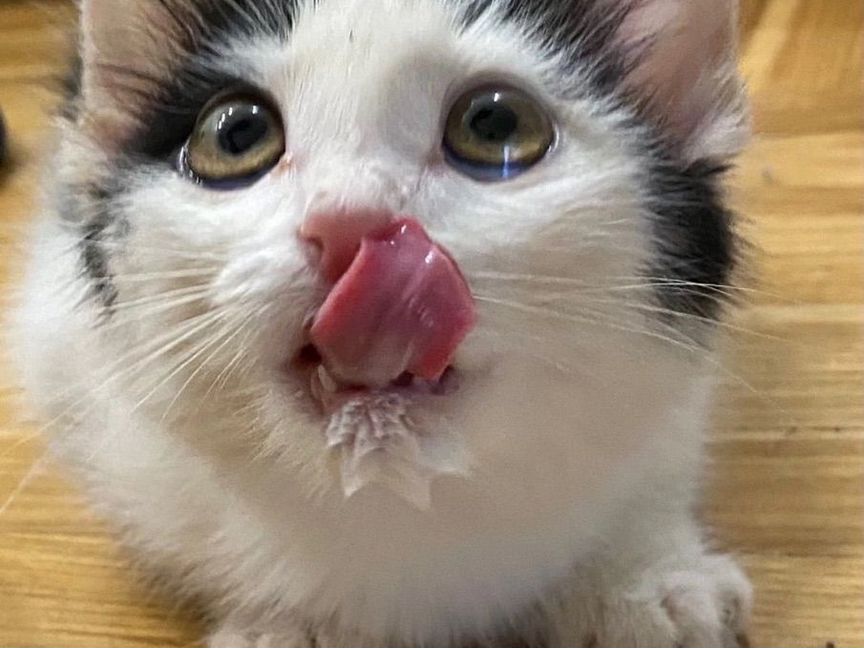 Котёнок Котёночек