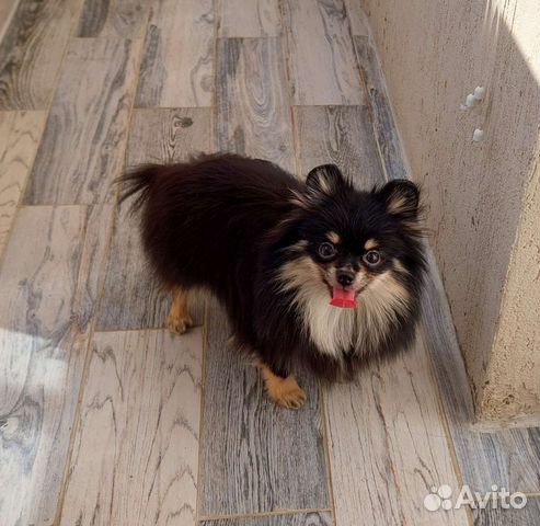 Померанский шпиц молоденький мальчик