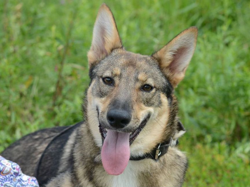 Красавчик Клаус 1,5 года ищет дом