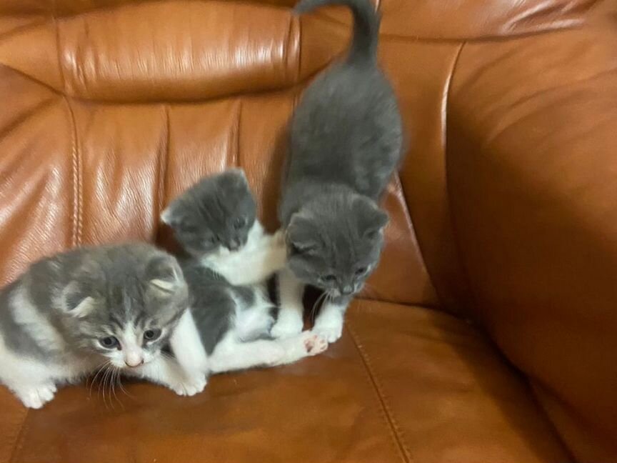 Котята - шотландцы