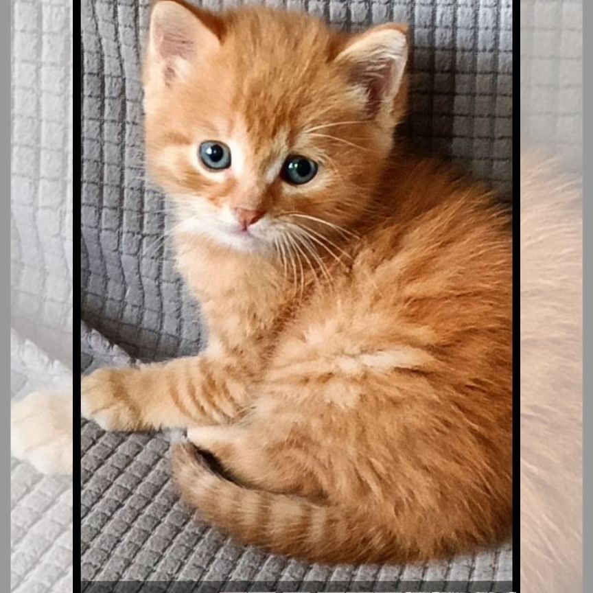 Шотландский прямоухий короткошёрстный котёнок