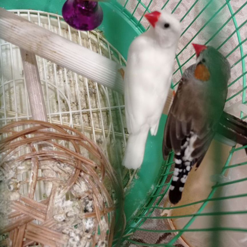 Зебровые амадины