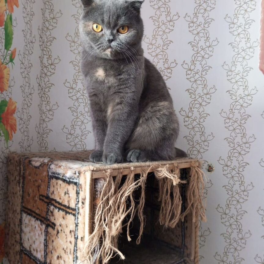 Кошка
