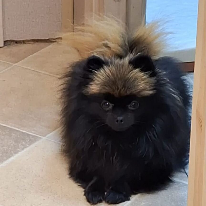 Шпиц супер мини