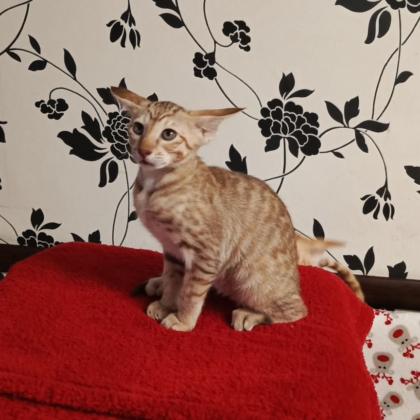Котята