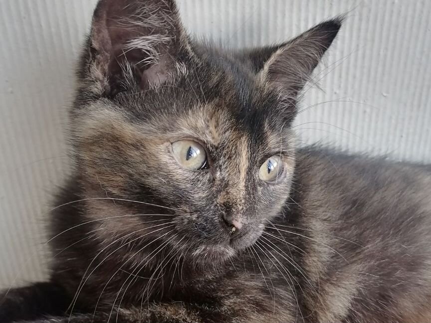 Кошечка в частный дом. Стерилизация в подарок