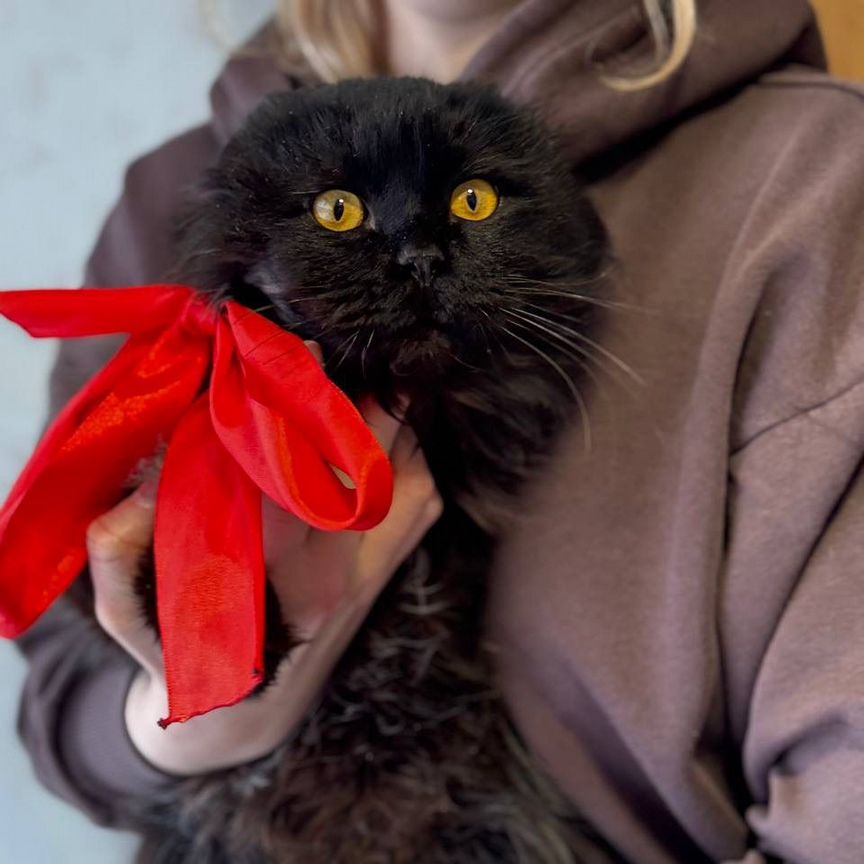 Взрослый кот в добрые руки