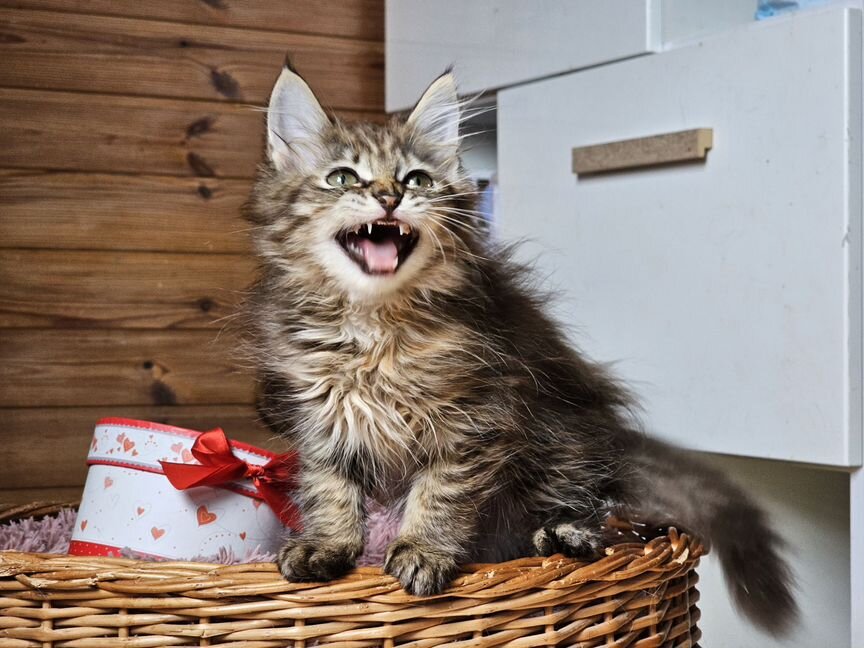 Котёнок Лесси 2 мес. Нежная, игривая, приучена