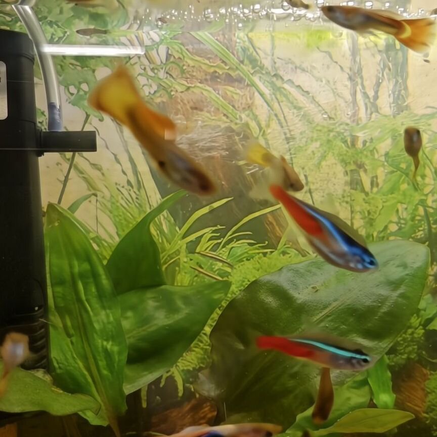 Аквариумные рыбки и растения