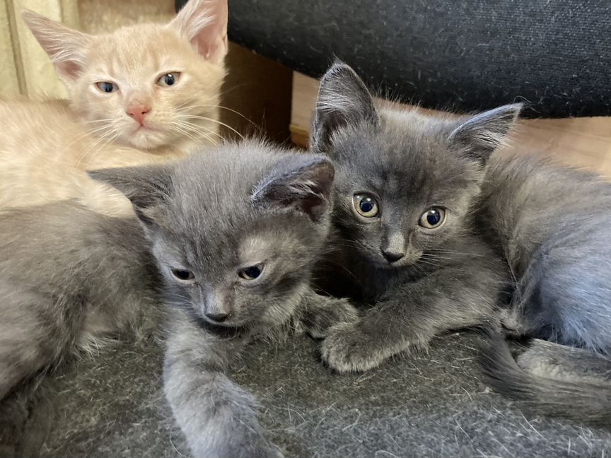 Котята в добрые руки