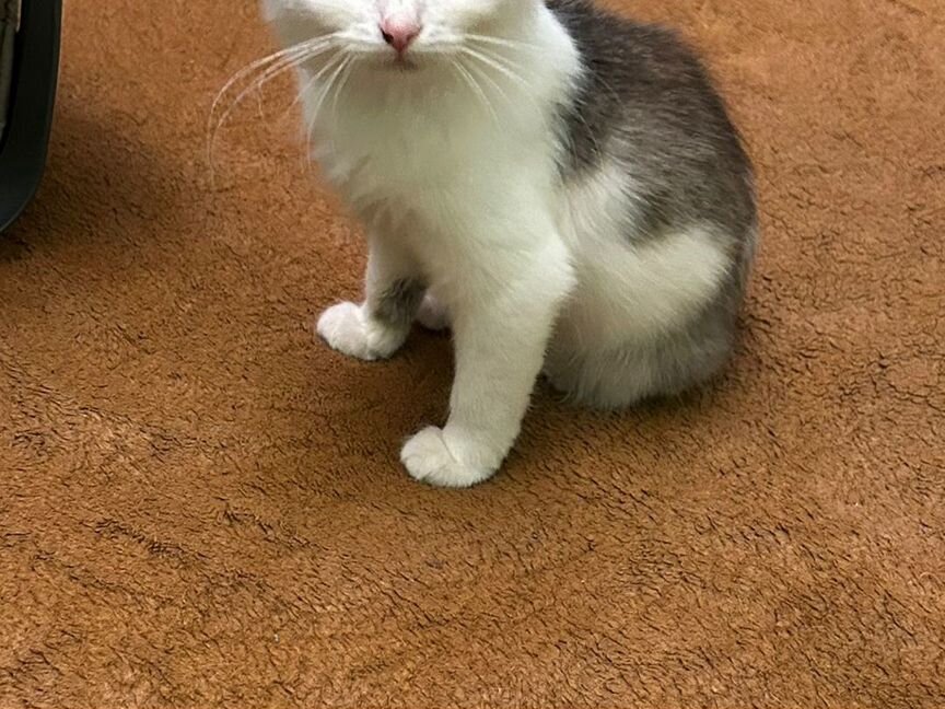 Котёнок-сиротка под дождём ищет семью