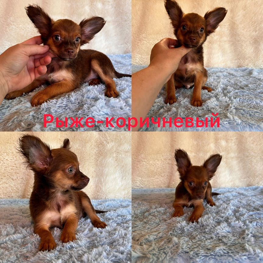 Русский той мальчишки