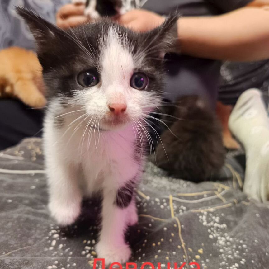 Котёнок в добрые руки