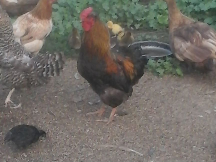 Петухи.куры домашнии