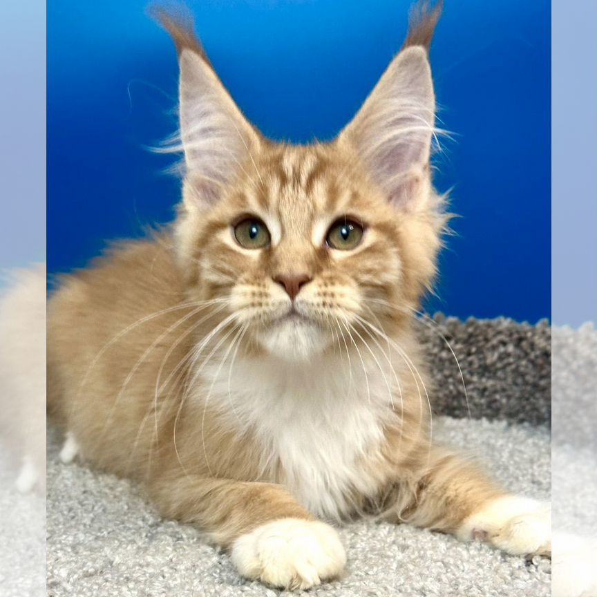 Мейн-кун котёнок