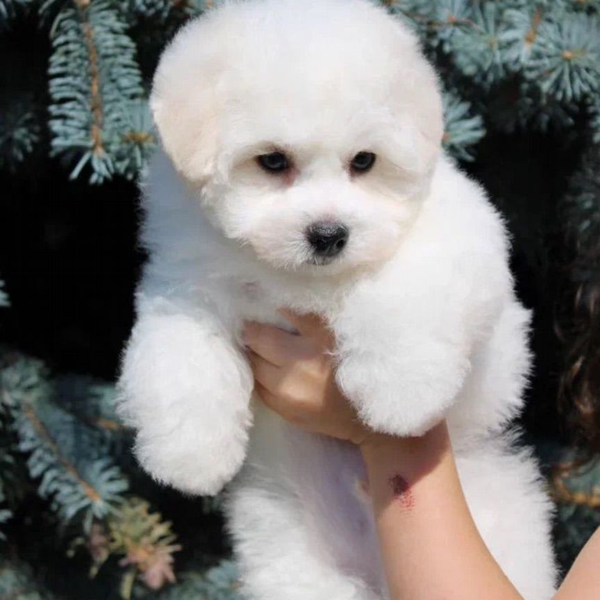 Сладкий Мальчик