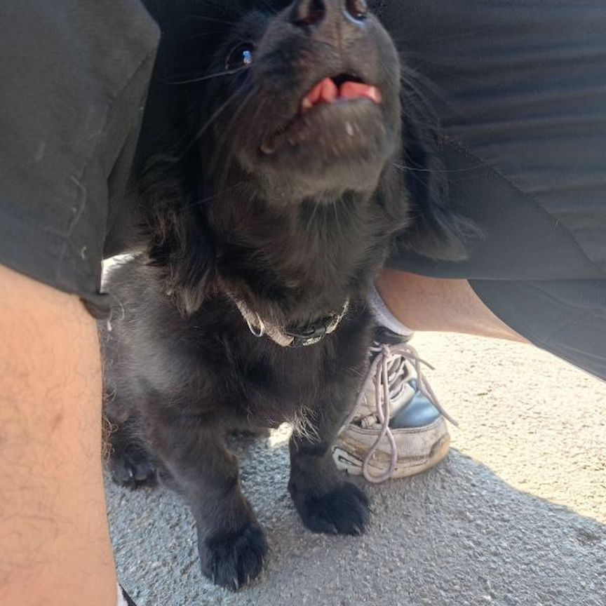 Русский охотничий спаниель, щенок