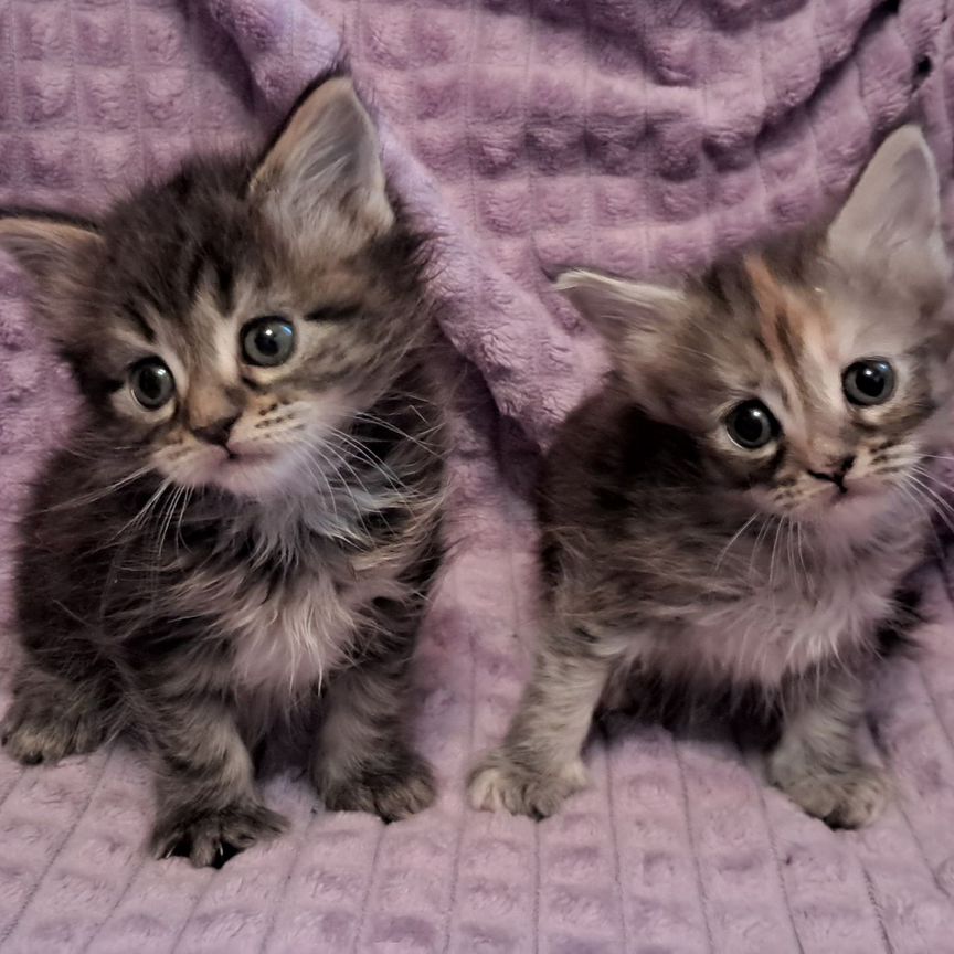 Мейн-кун котёнок