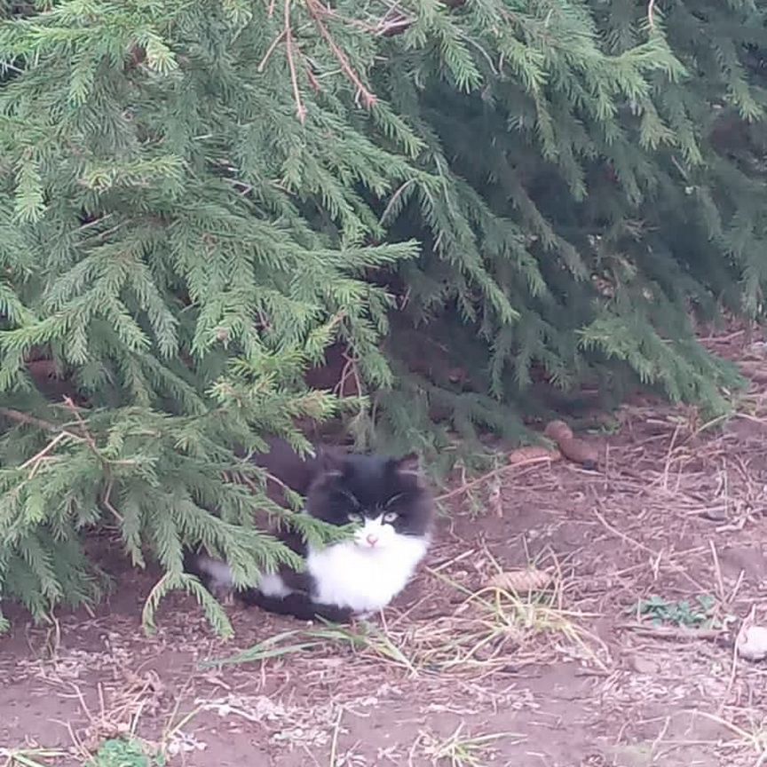 Котенок Бонапартик