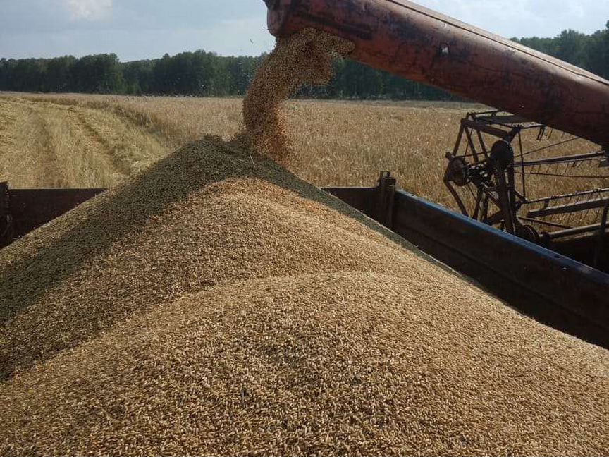 Ячмень дробленка