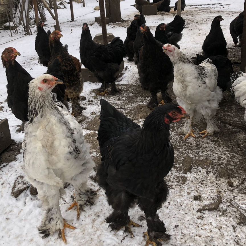 Петушки Брама