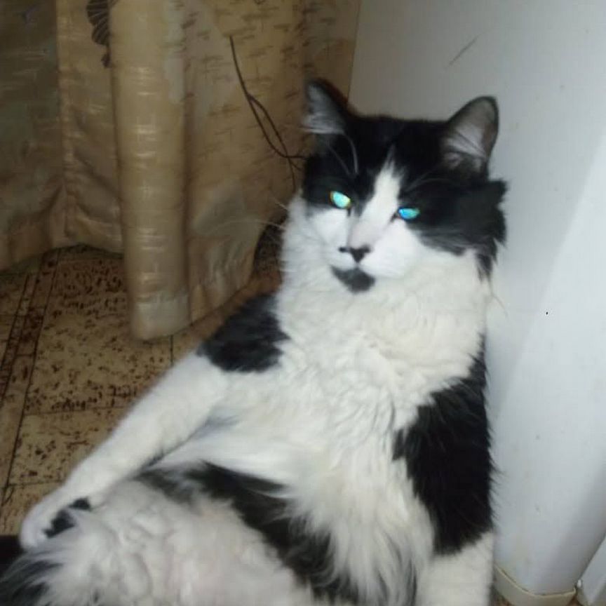 Котик 5 лет