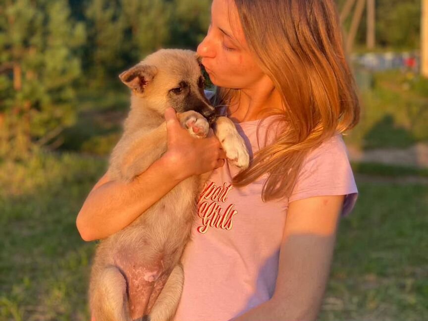 Щенок в добрые руки бесплатно дар