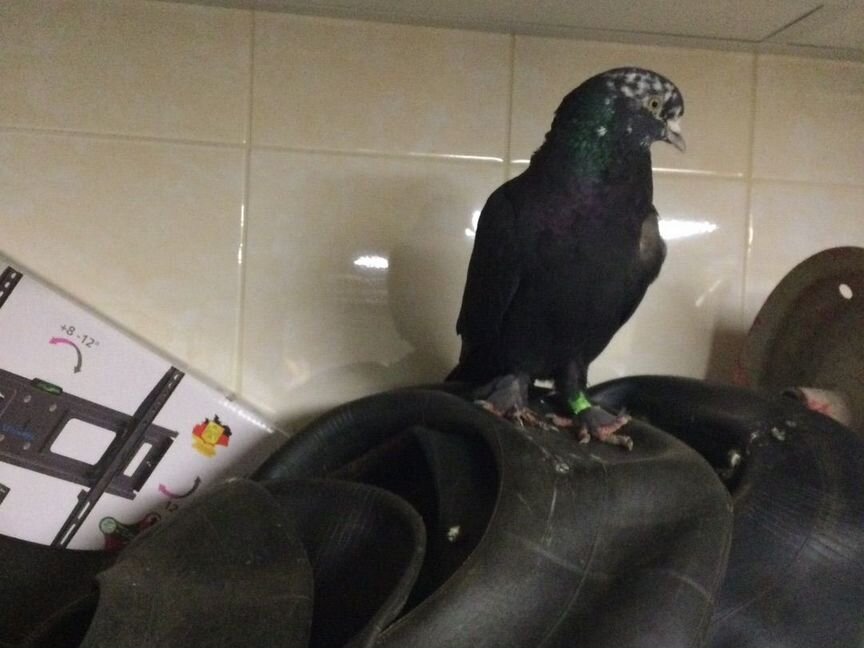 Продажа голубей