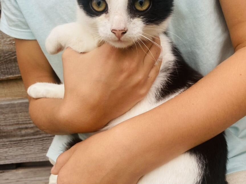Котенок с уникальным окрасом