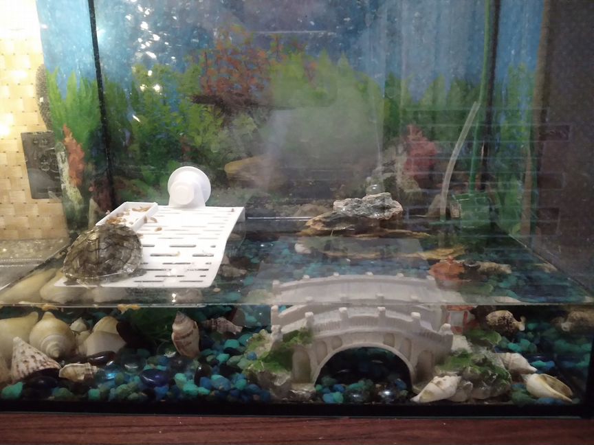 Аквариум и все находящееся в нем