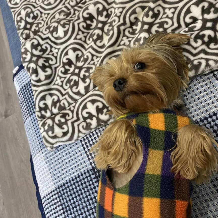 Йоркширский терьер