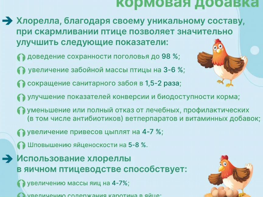 Хлорелла-Кормовая добавка для несушек и бройлеров