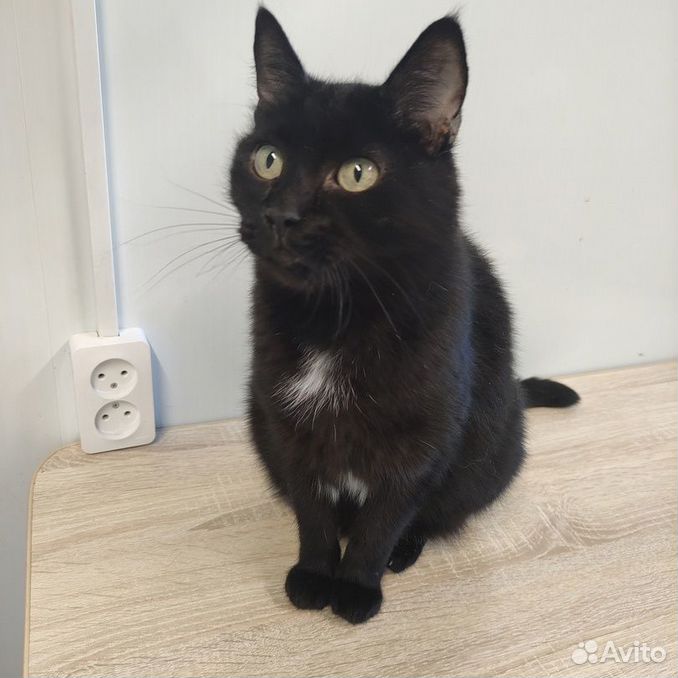 Клеопатра ищет дом