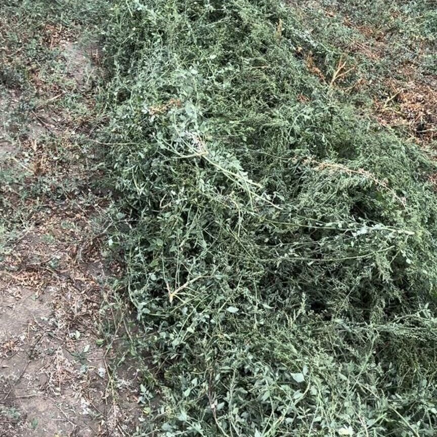 Сено лебеда