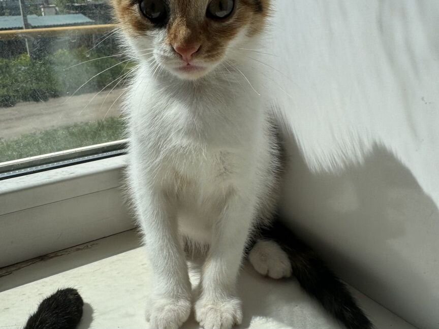 Котята девочки 2 месяца
